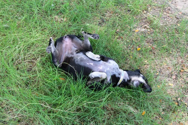 Roadkill dog Stock Photos, Royalty Free Roadkill dog Images | Depositphotos