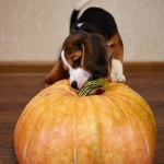 Beagle in pumpkin Stock Photo by ©igorr1 33486789