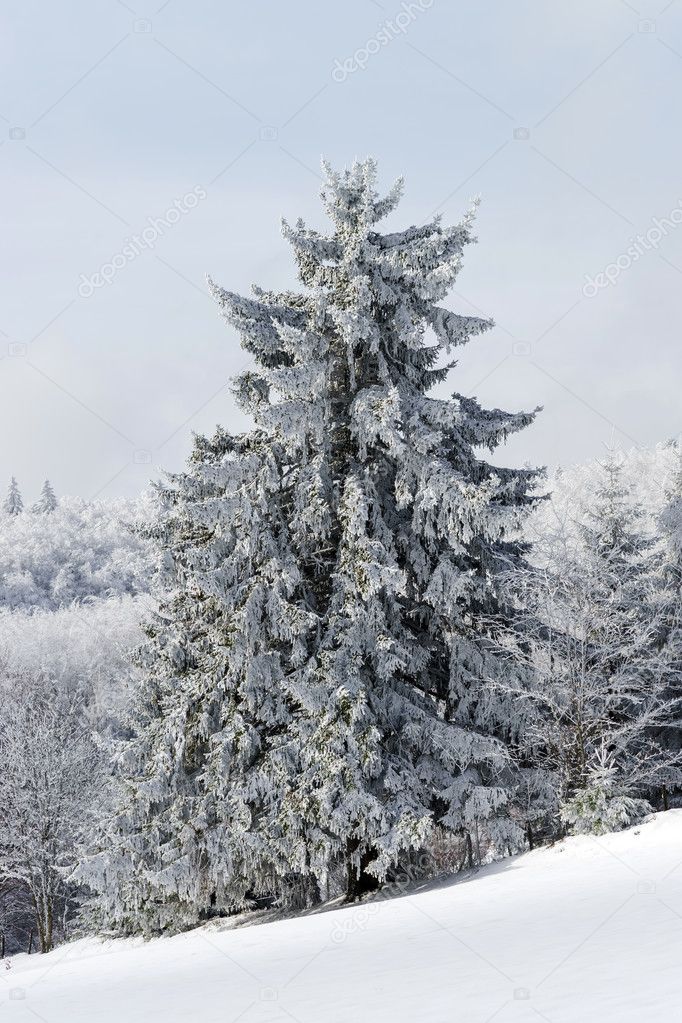 Beautiful snow-covered fir trees in winter forest Stock Photo by ...