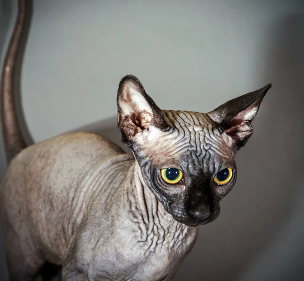 Beautiful sphynx cat portrait — Stock Photo © sorokopud #57601283