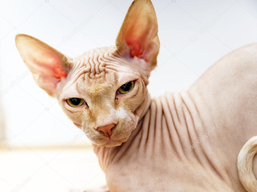 Beautiful pink sphynx cat portrait Stock Photo by ©sorokopud 57601199
