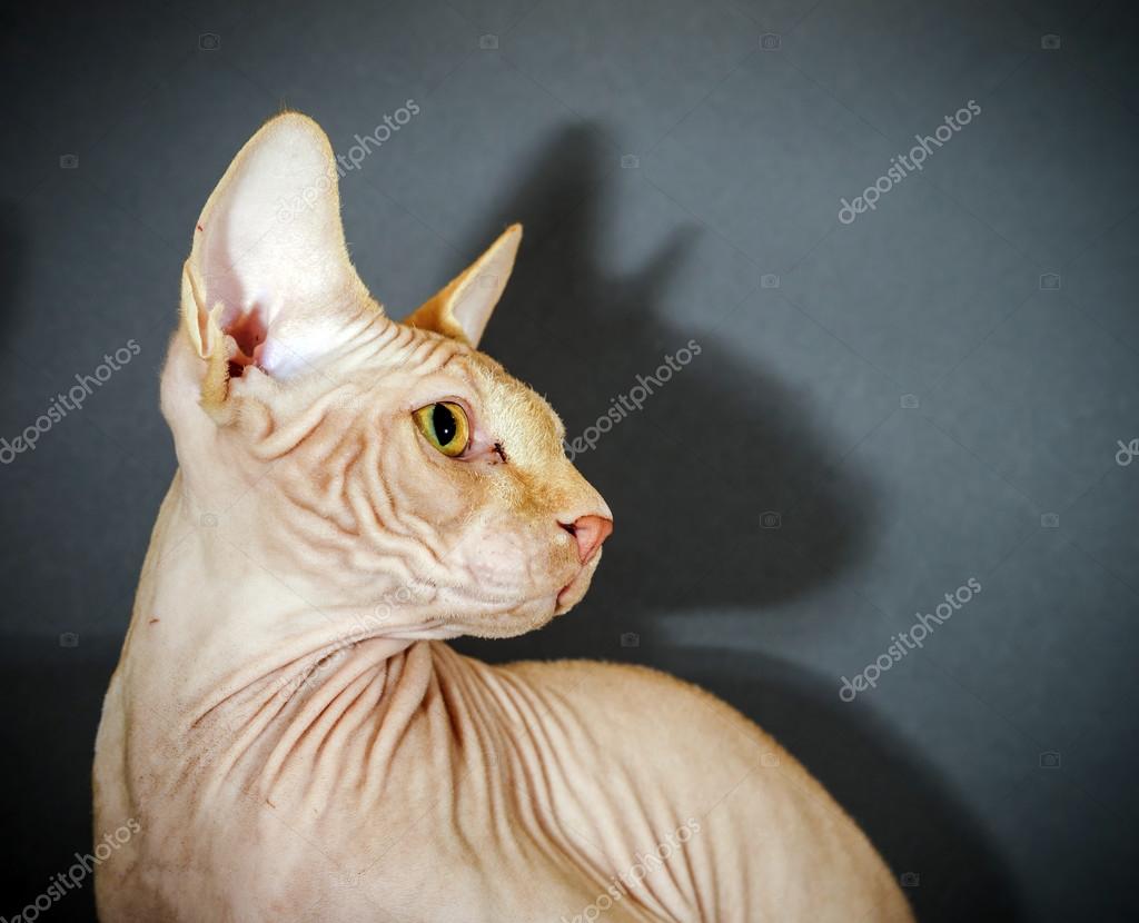 Beautiful sphynx cat portrait Stock Photo by ©sorokopud 57601335