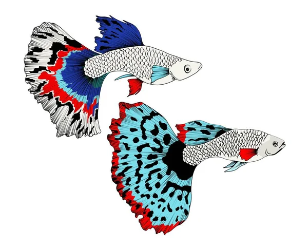 Guppies, Royalty-free Guppies Vector Images & Drawings | Depositphotos®