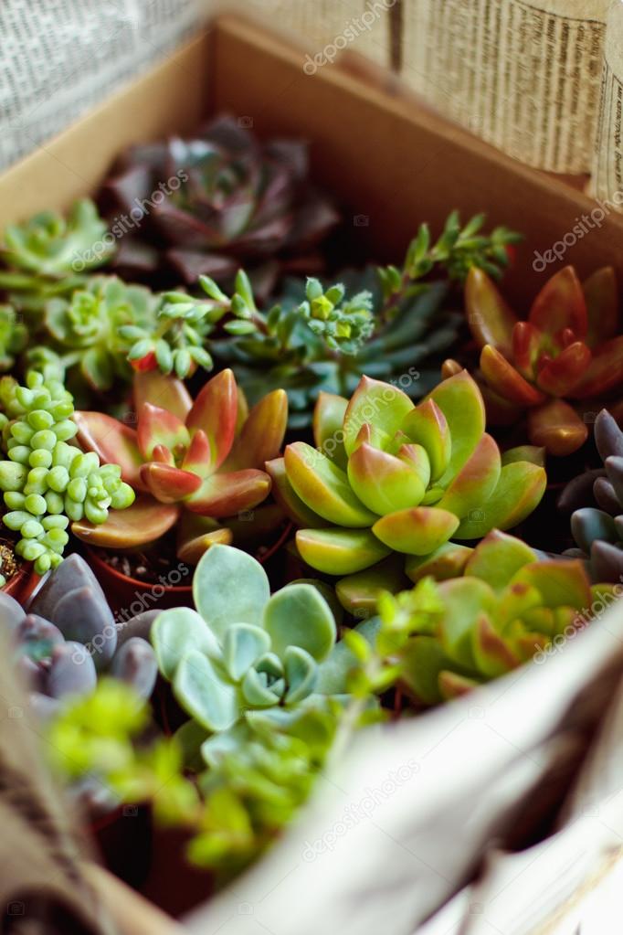 Beautiful multi-colored cactus succulents — Stock Photo © Mikhail_Kayl ...