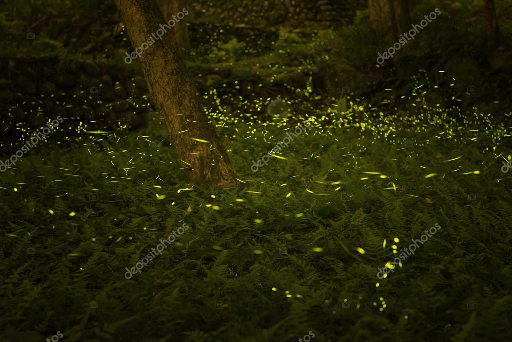 The forest is lit up by the darting fireflies — Stock Photo © wayne0216 ...