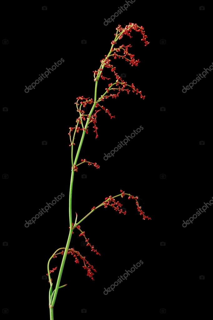 Acedera común o acedera de jardín (Rumex acetosa) 2024