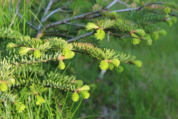 Black spruce Stock Photos, Royalty Free Black spruce Images | Depositphotos