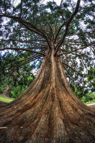 Blue atlas cedar tree Stock Photo by ©aaron90311 99305290