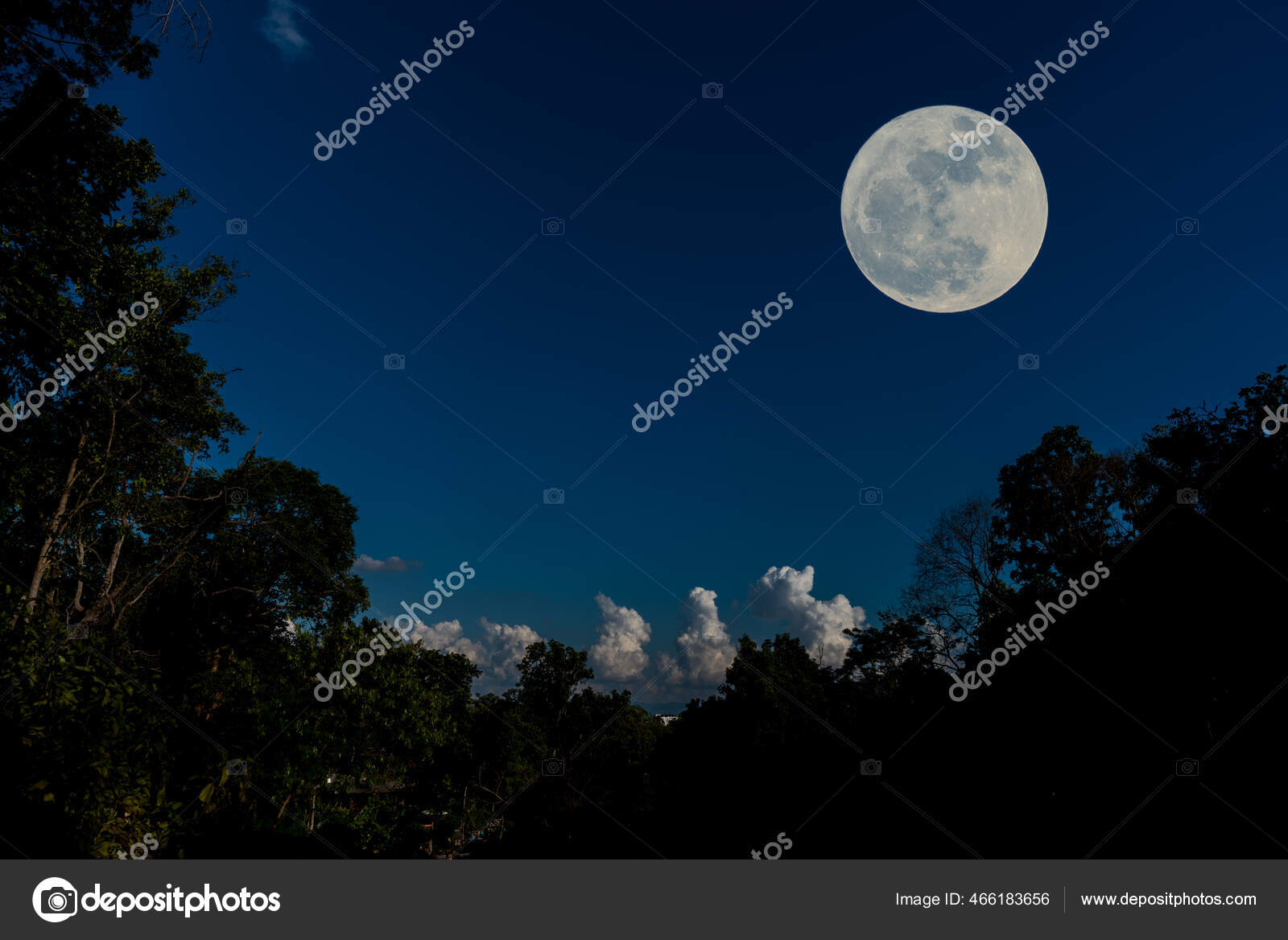 Moon Tree Silhouette