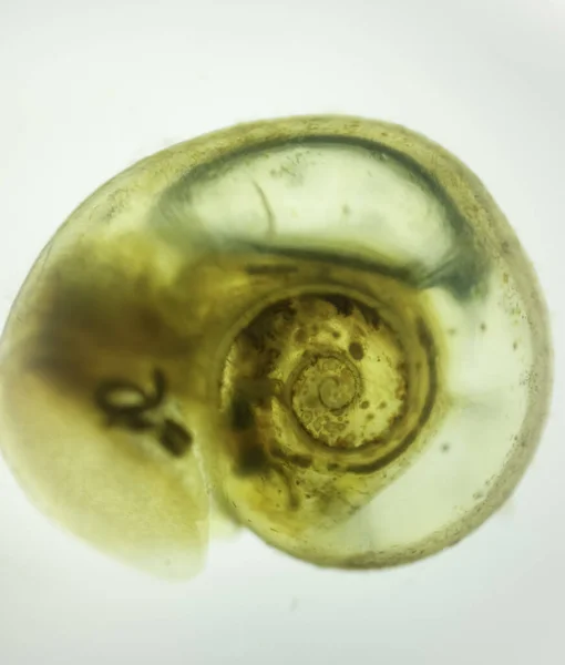 ตัวอ่อนสัตว์ Stock Photos, Royalty Free ตัวอ่อนสัตว์ Images | Depositphotos