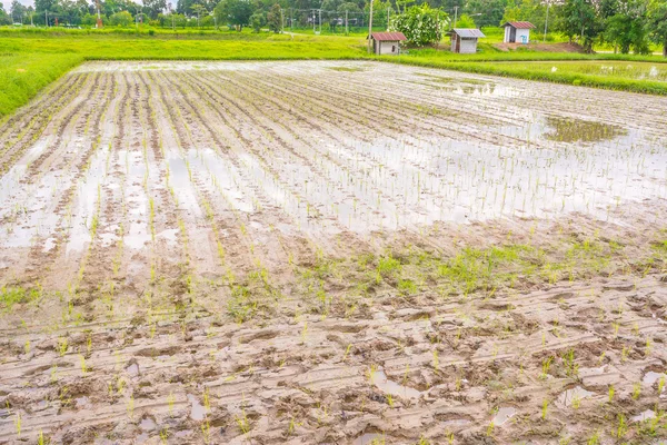 Happy indian farmers Stock Photos, Royalty Free Happy indian farmers ...