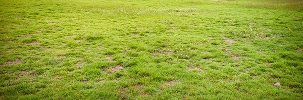 Bumpy grass — Stock Photo © jccdalmeida #6550438