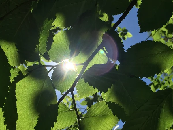 Sun through leaves Stock Photos, Royalty Free Sun through leaves Images ...
