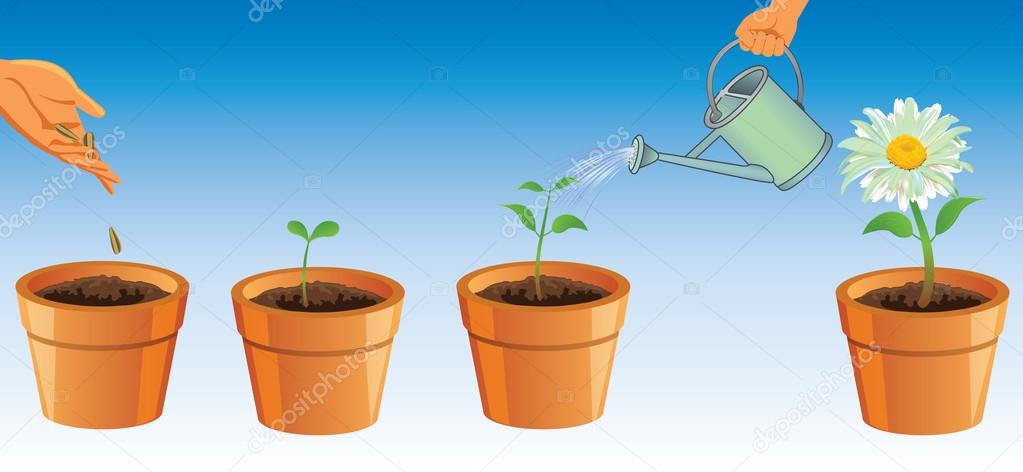 Process of growing flowers Stock Vector by ©Kraft2727 52330551