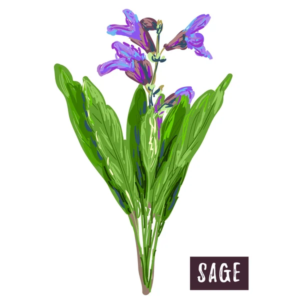 Sage Vector Art Stock Images | Depositphotos