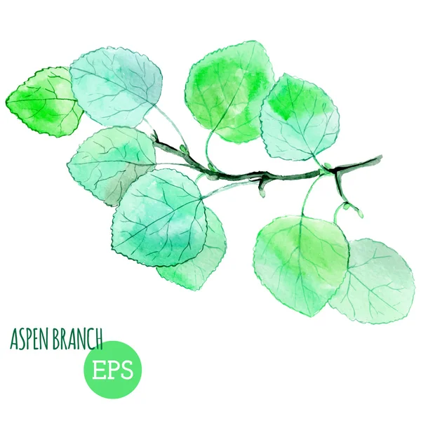 Aspen tree Vector Art Stock Images | Depositphotos