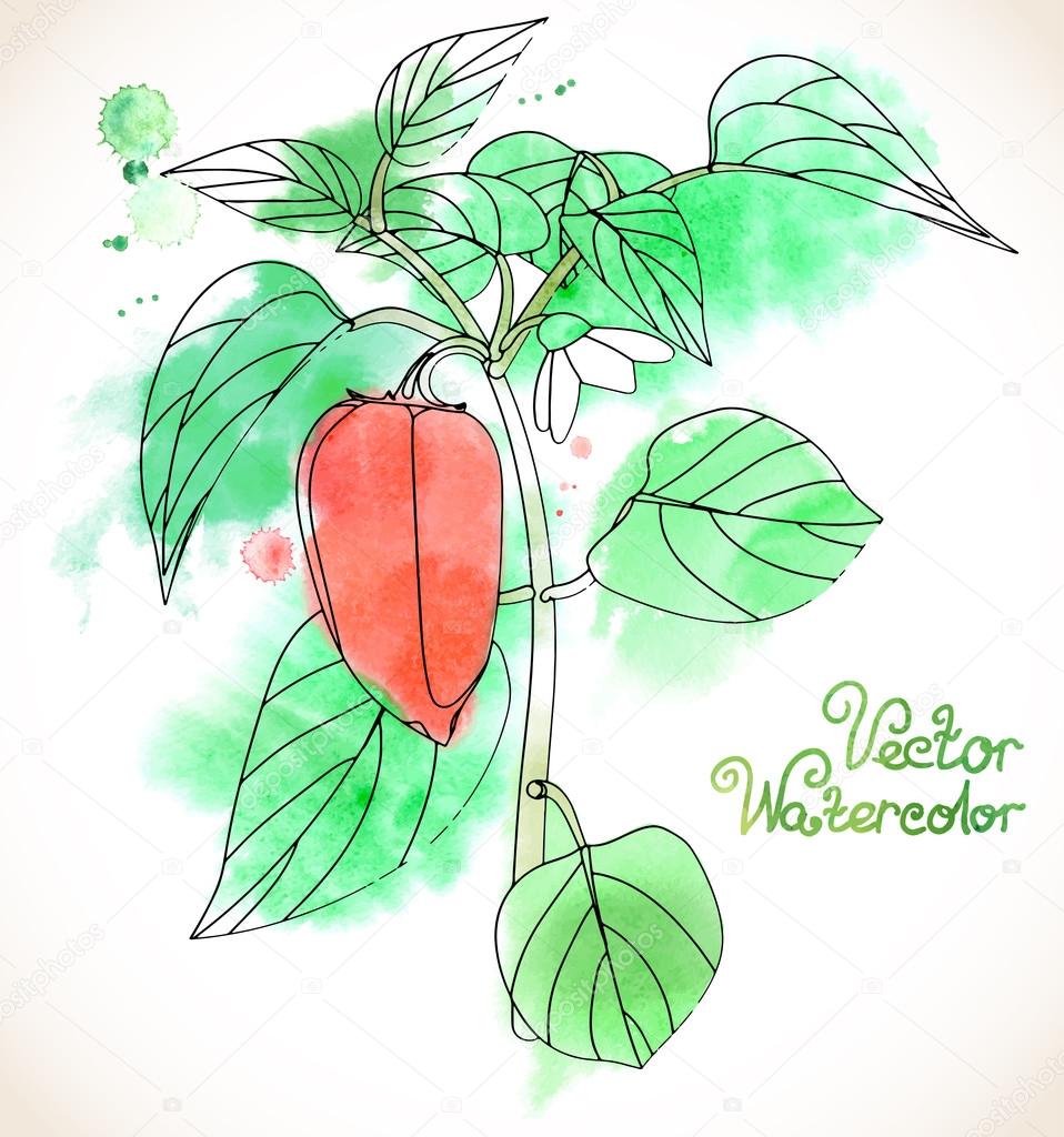 Green Pepper Plant Drawing