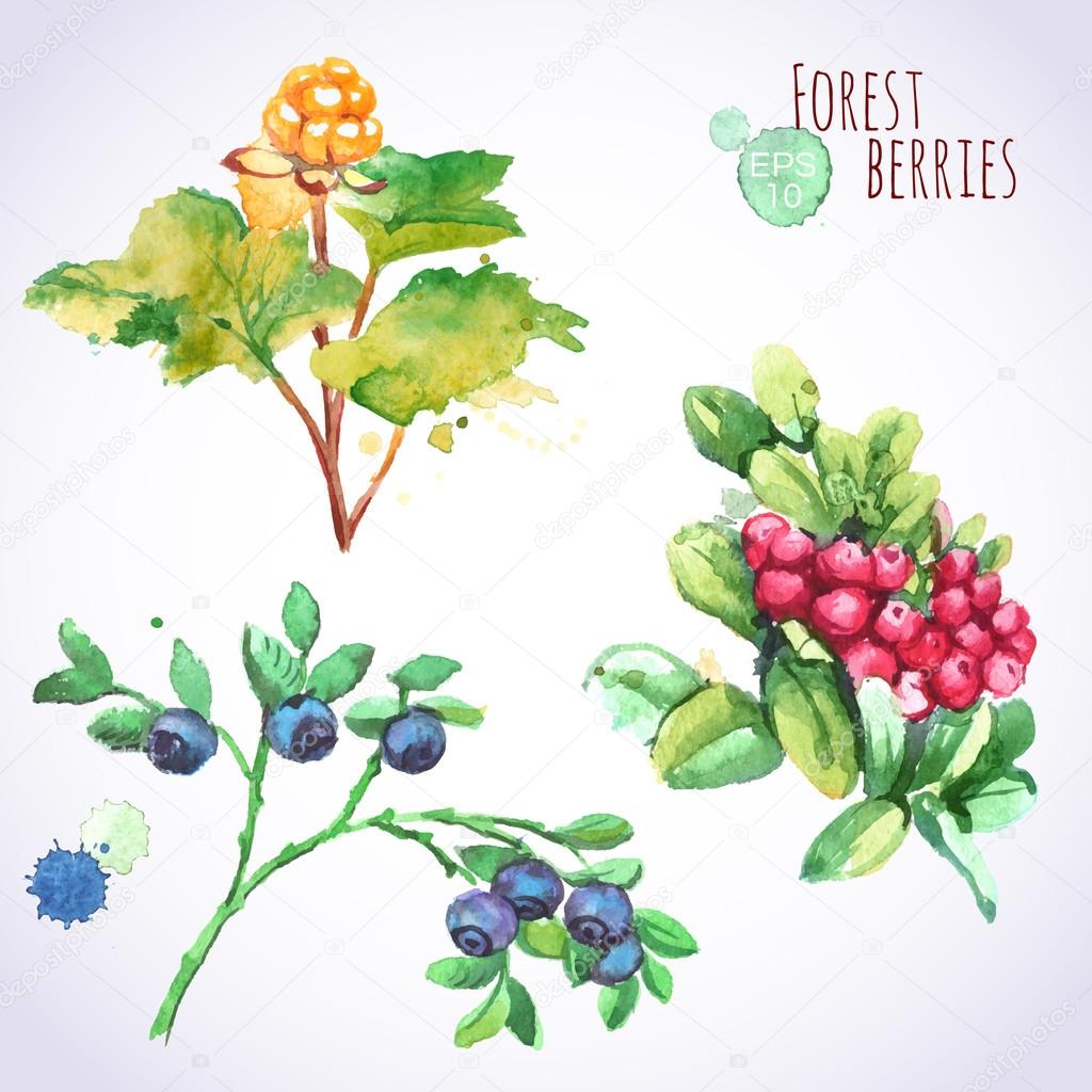 Forest berries with leaves Stock Vector by ©Irina_Oksenoyd 75722101