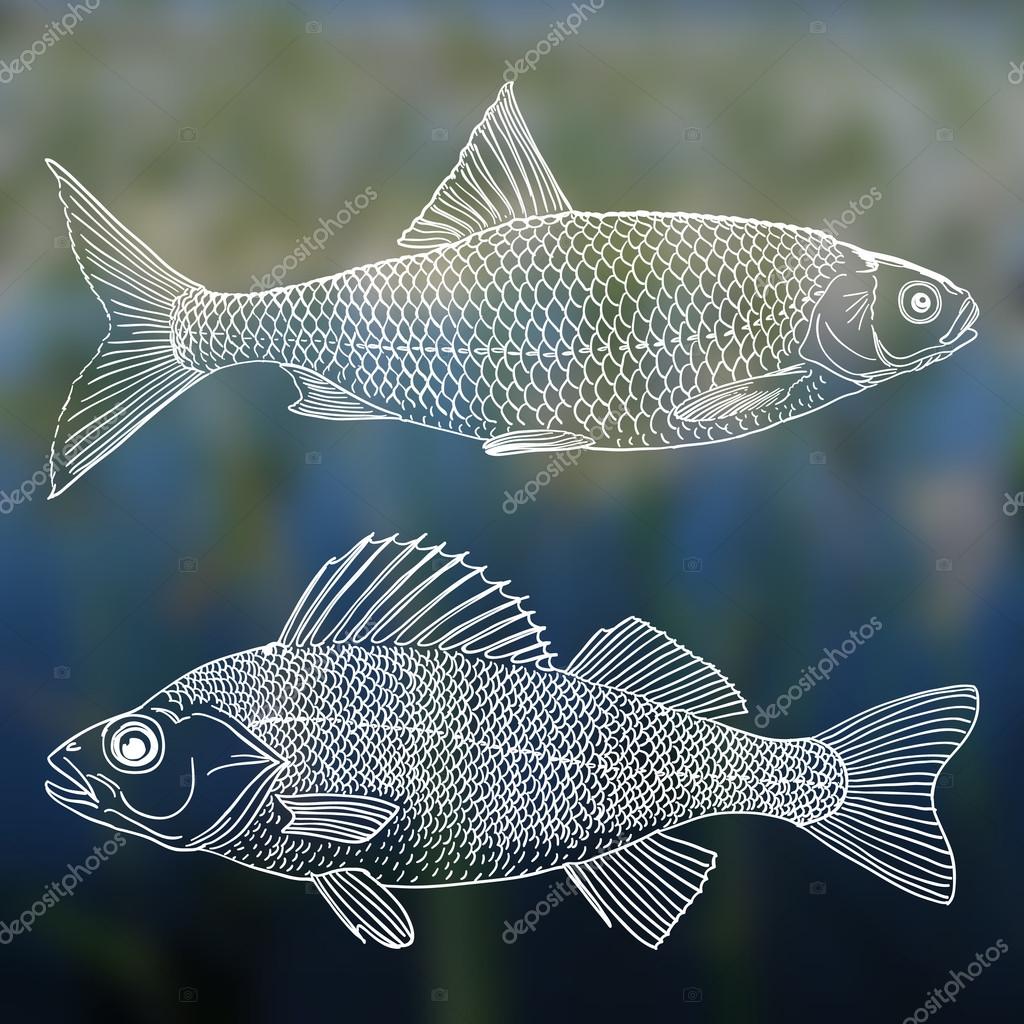 dos peces realistas — Archivo Imágenes Vectoriales © Irina_Oksenoyd ...
