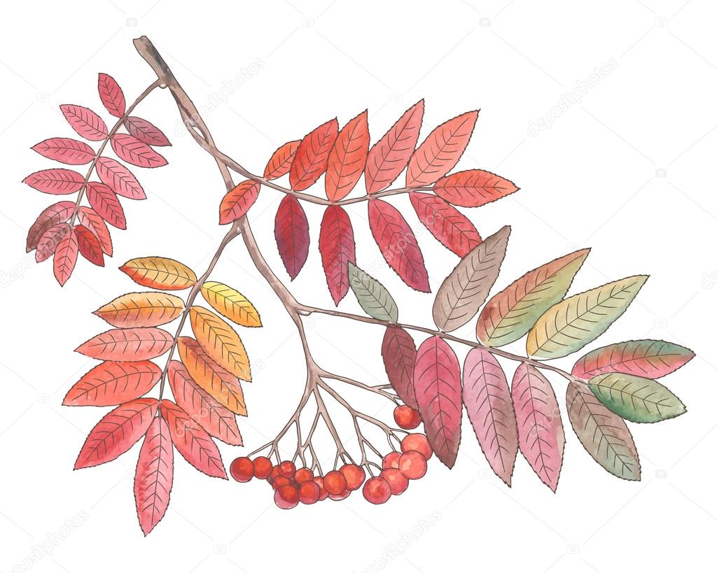 Autumn branch of rowan tree Stock Vector Image by ©Irina_Oksenoyd #82766572