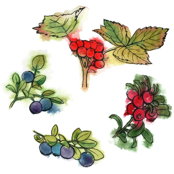 ᐈ Wild berries drawing stock vectors, Royalty Free wild berries ...
