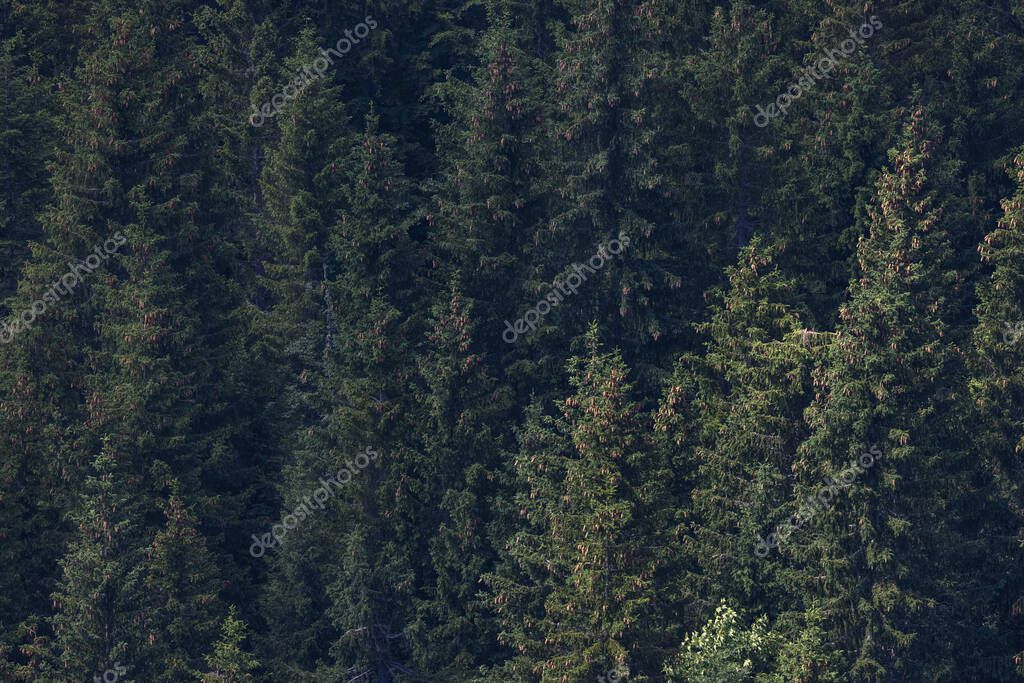 Bosques, pulmones de nuestro planeta. Coníferas verdes y saludables en ...