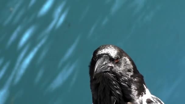 22 African crow Videos, Royalty-free Stock African crow Footage ...