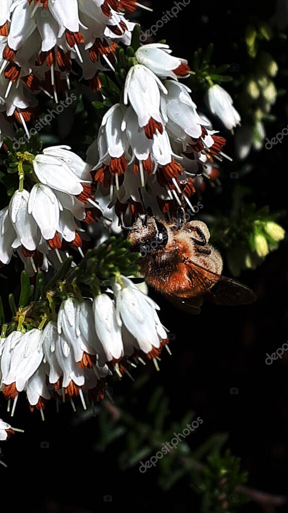 Esta planta de brezo tiene 4 pies de altura y los floretes blancos de ...