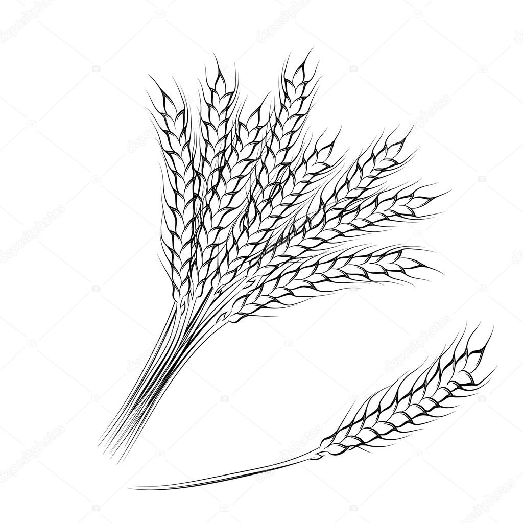 Disegno Di Spighe Di Grano