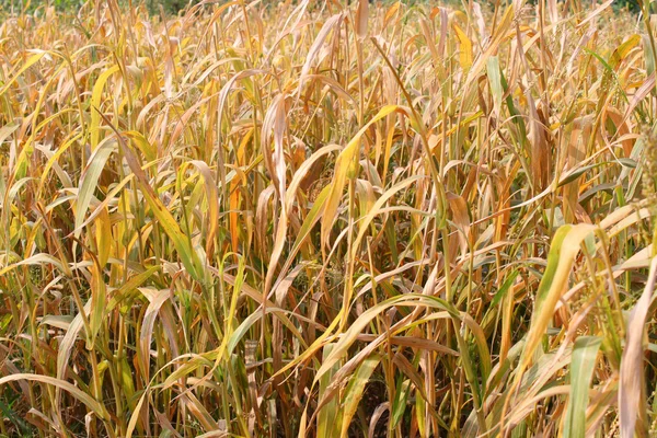 Dead crops Stock Photos, Royalty Free Dead crops Images | Depositphotos