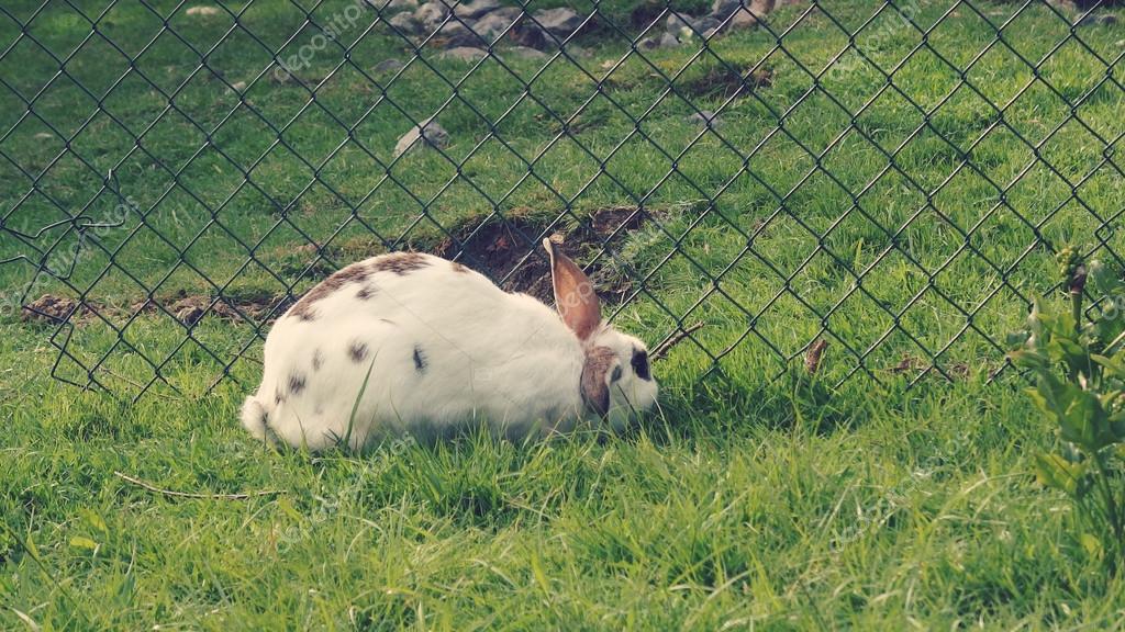 Rabbit on grass in jail — Stock Photo © Fani014 #73383803