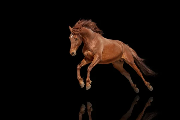 Red horse galloping — Stock Photo © yurkovska #69708423