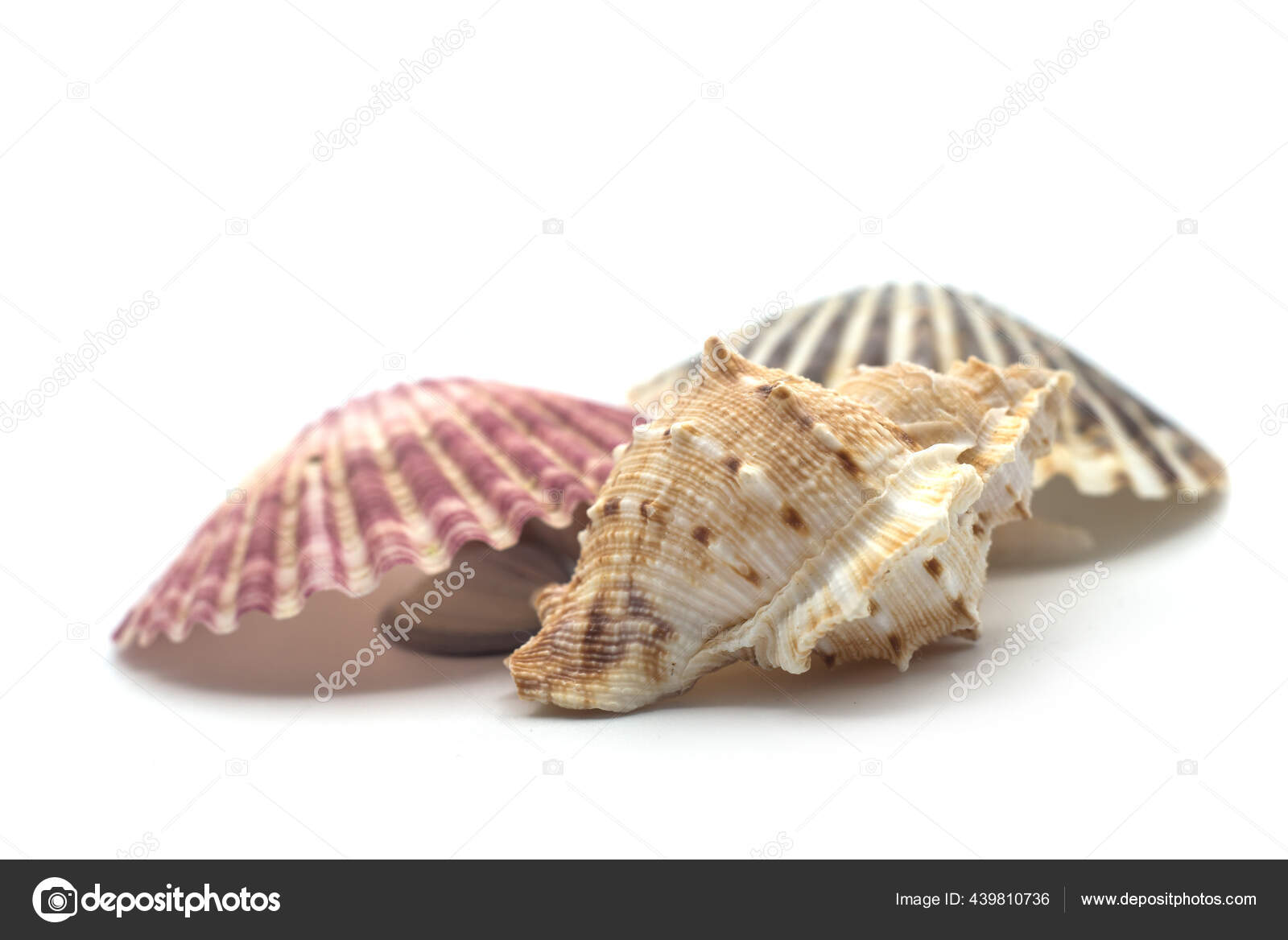 Closeup Beautiful Seashells White Background Stock Photo by ©NeydtStock ...