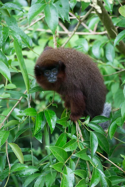 Titi monkey Stock Photos, Royalty Free Titi monkey Images | Depositphotos