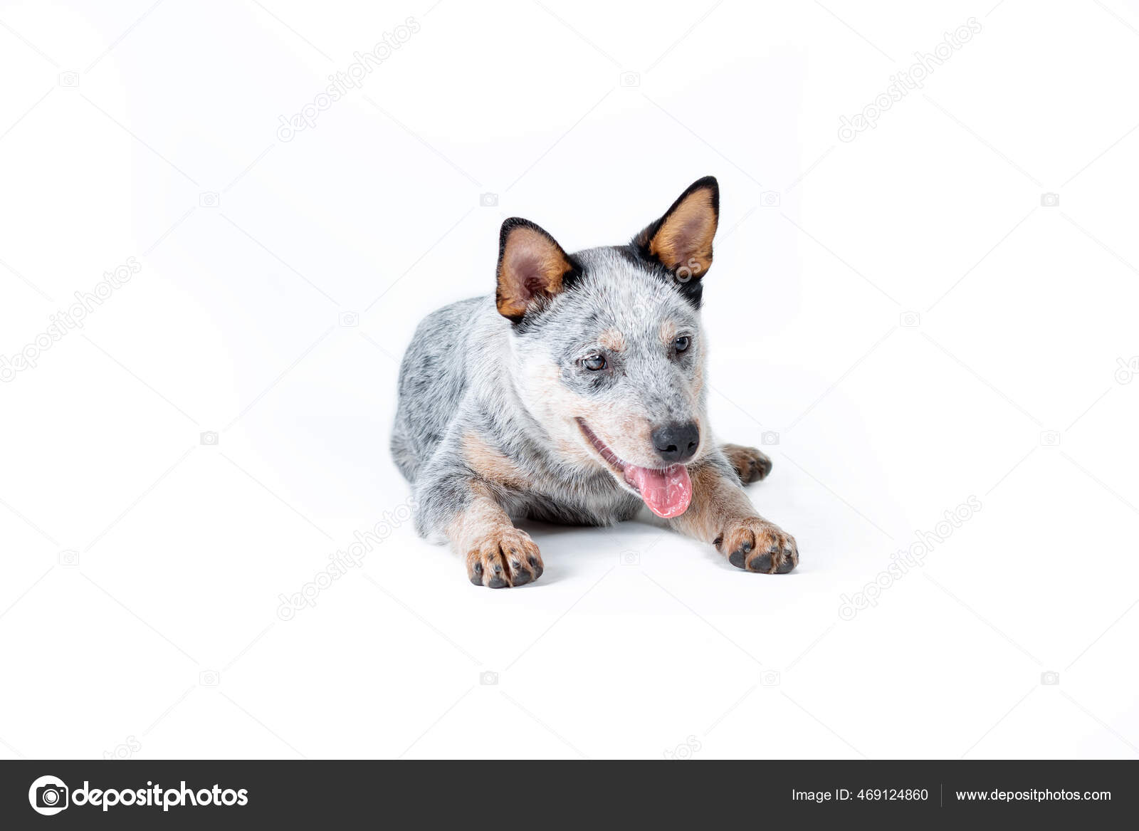 Australian Cattle Dog Blue