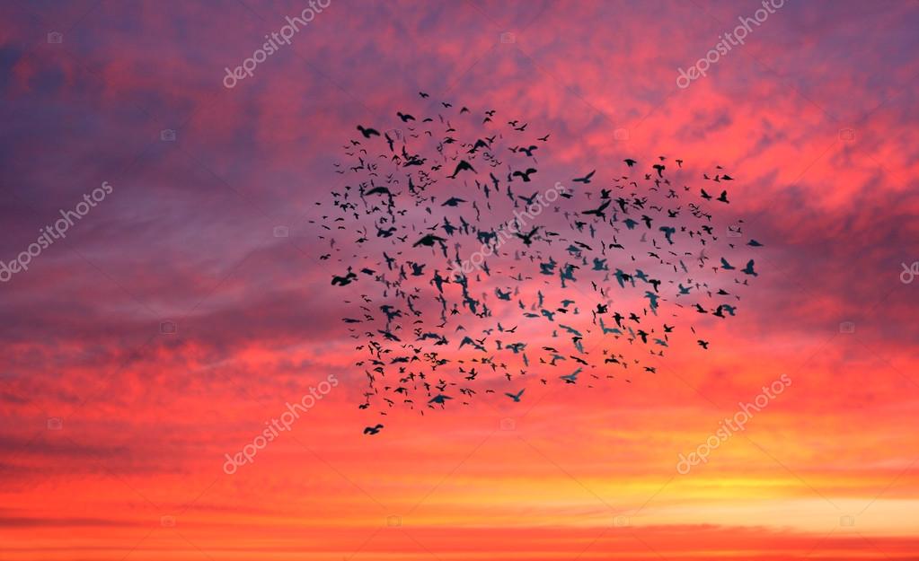 Flock of birds forming a heart Stock Photo by ©ralwel 67094361