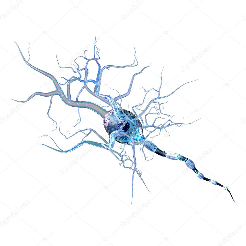High quality 3d render of nerve cell isolated on white background Stock ...
