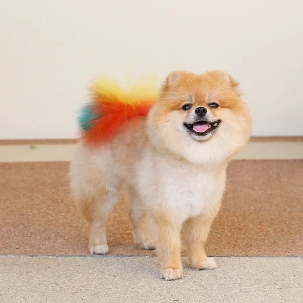 Pom dog Stock Photos, Royalty Free Pom dog Images | Depositphotos
