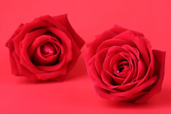 Red rose cutouts Stock Photos, Royalty Free Red rose cutouts Images ...