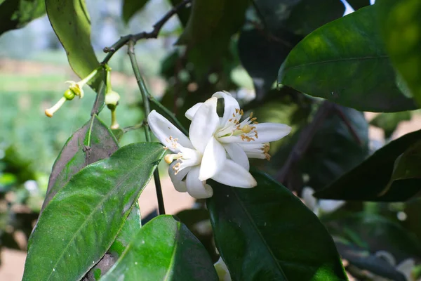 orange tree in bloom in spring. The flower of the orange tree is called ...