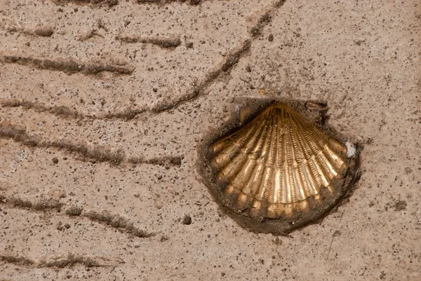 Susan hoi shell fossil cemetery stock fotografie, royalty free Susan ...