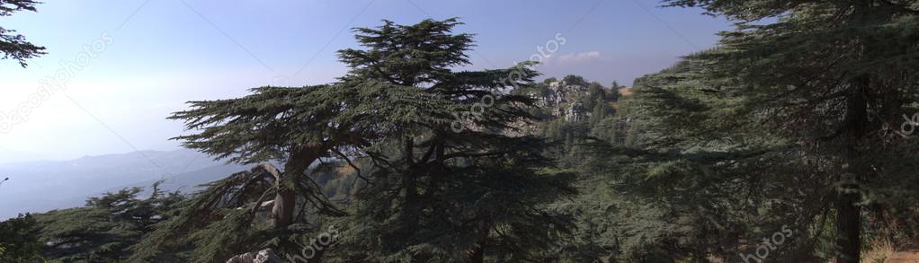 ᐈ Mountain cedar tree stock pictures, Royalty Free lebanon cedar images ...
