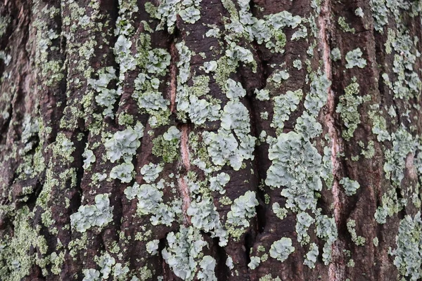 Tsuga mertensiana Stock Photos, Royalty Free Tsuga mertensiana Images ...