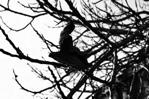 Tree of fear shot Stock Photos, Royalty Free Tree of fear shot Images ...