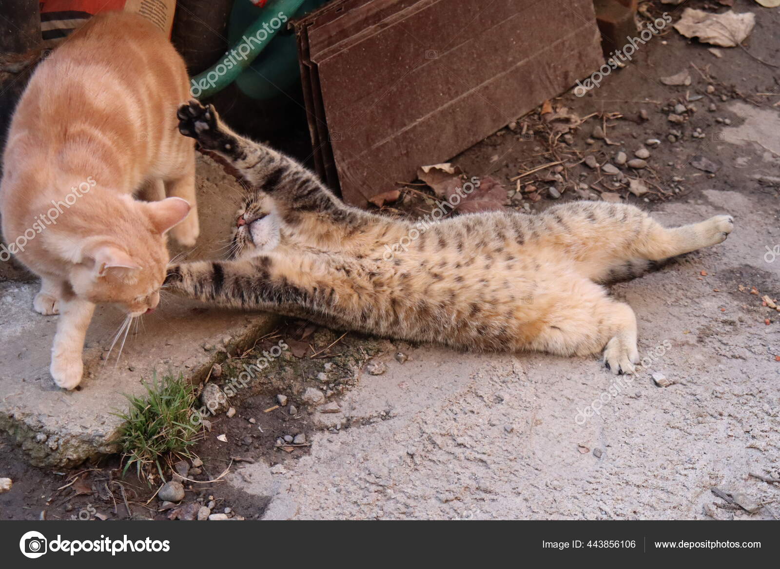 Two Cats Play Garden — Stock Photo © Igchchn #443856106