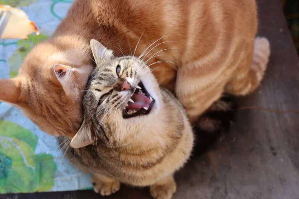 Odontología felina Stock Photos, Royalty Free Odontología felina Images ...