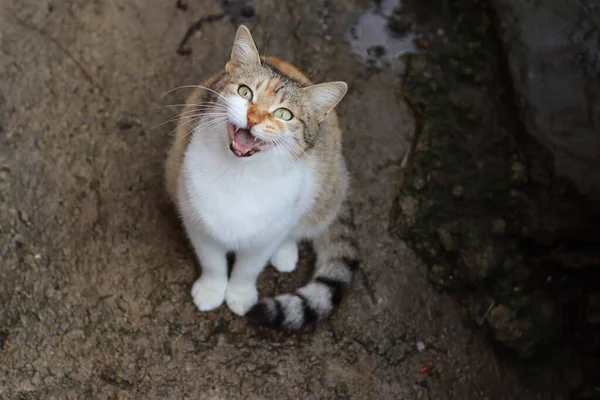Cat yelling Stock Photos, Royalty Free Cat yelling Images | Depositphotos