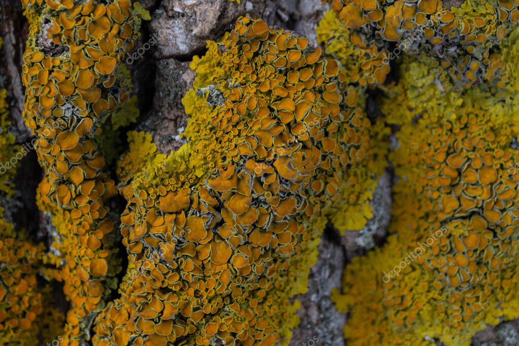 Un liquen amarillo brillante ha crecido en la corteza del árbol ...