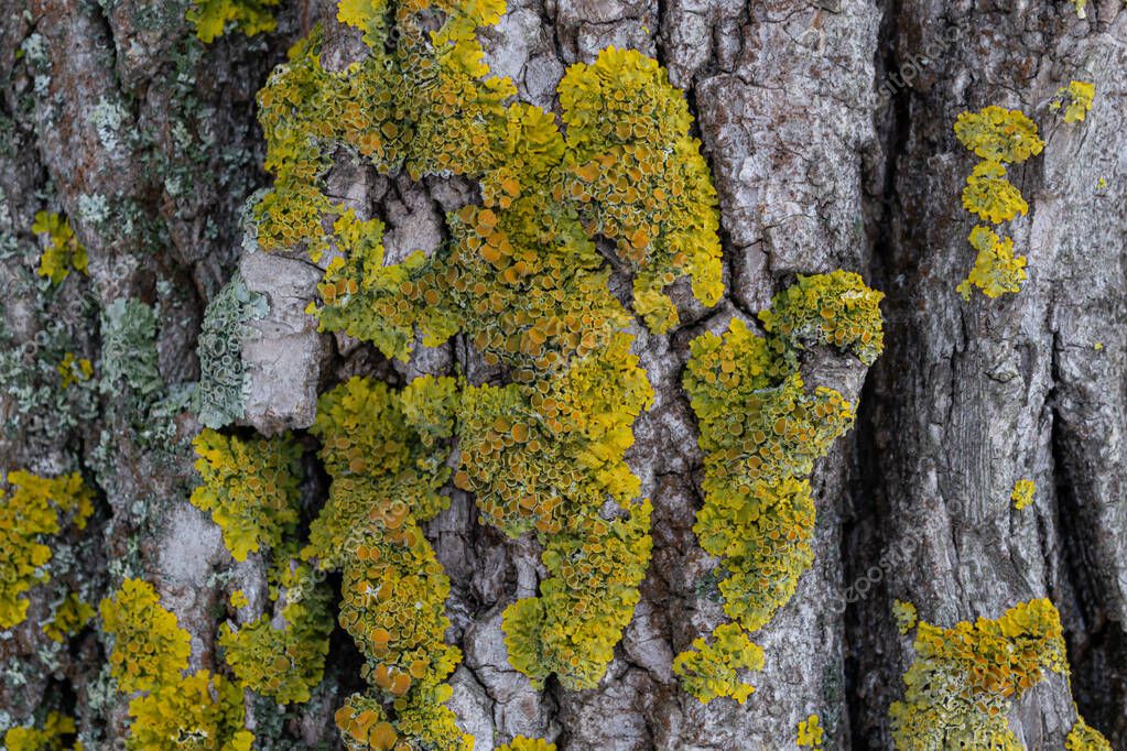 Un liquen amarillo-verde ha crecido en la corteza del árbol. Organismo ...