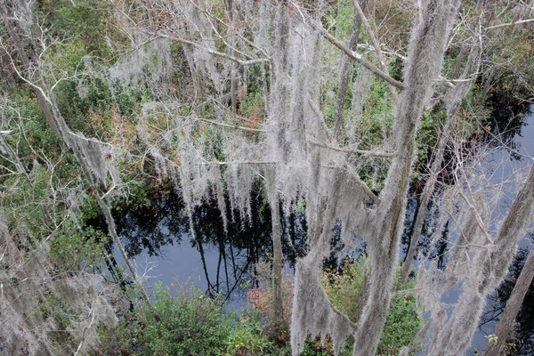 Everglades structures Stock Photos, Royalty Free Everglades structures ...